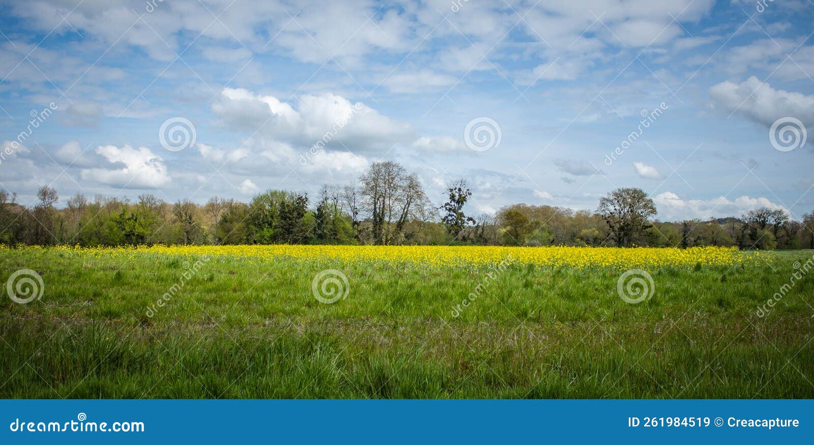 Empty field stock image. Image of whit, nature, agriculture - 261984519