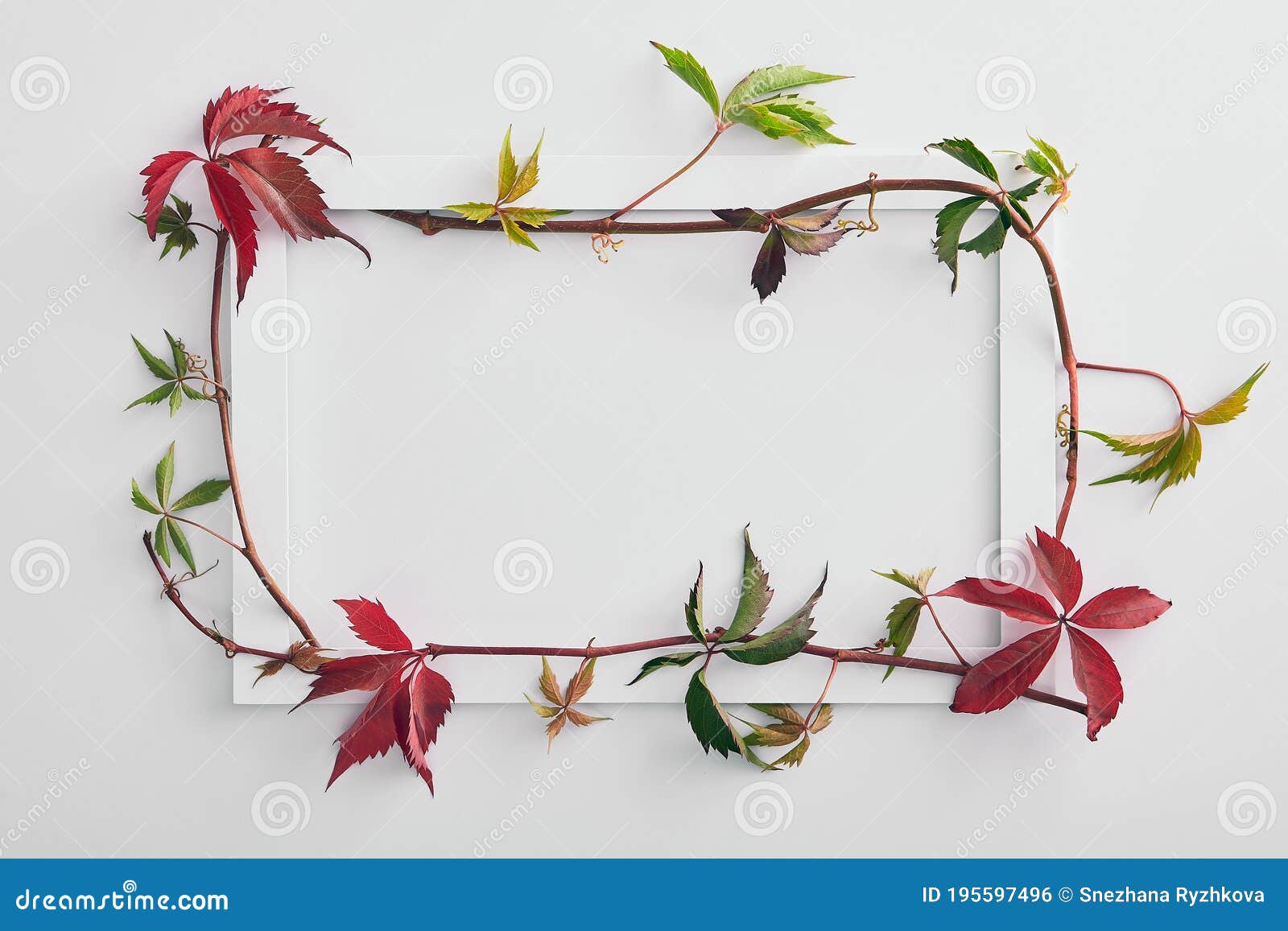 Empty Floral Frame with Black Elderberry Branches Stock Photo - Image ...