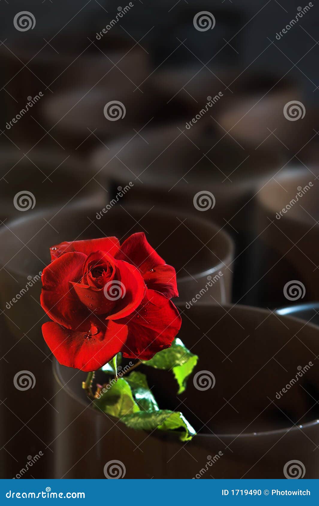 Empty Flower Shop stock photo. Image of friendship, roses - 1719490