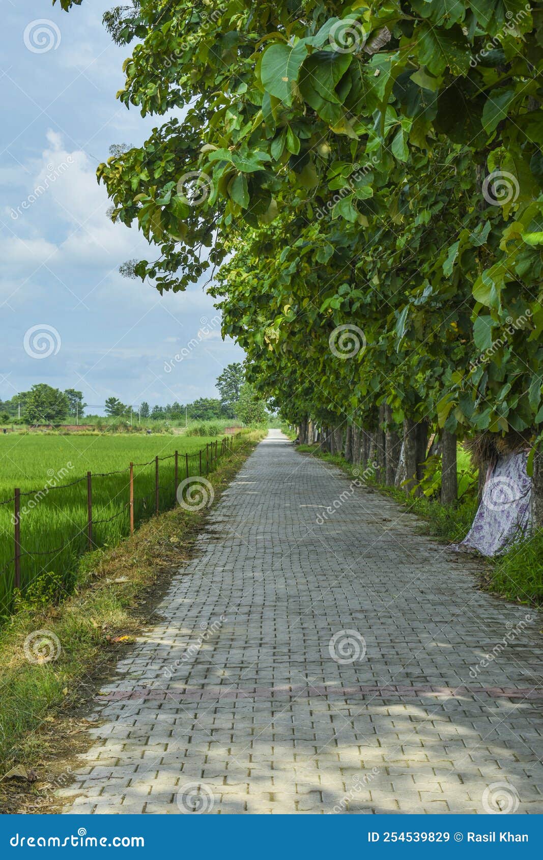 Empty Footpath Nature Sideway Trees Open Sky and Beautiful Atmosphere ...