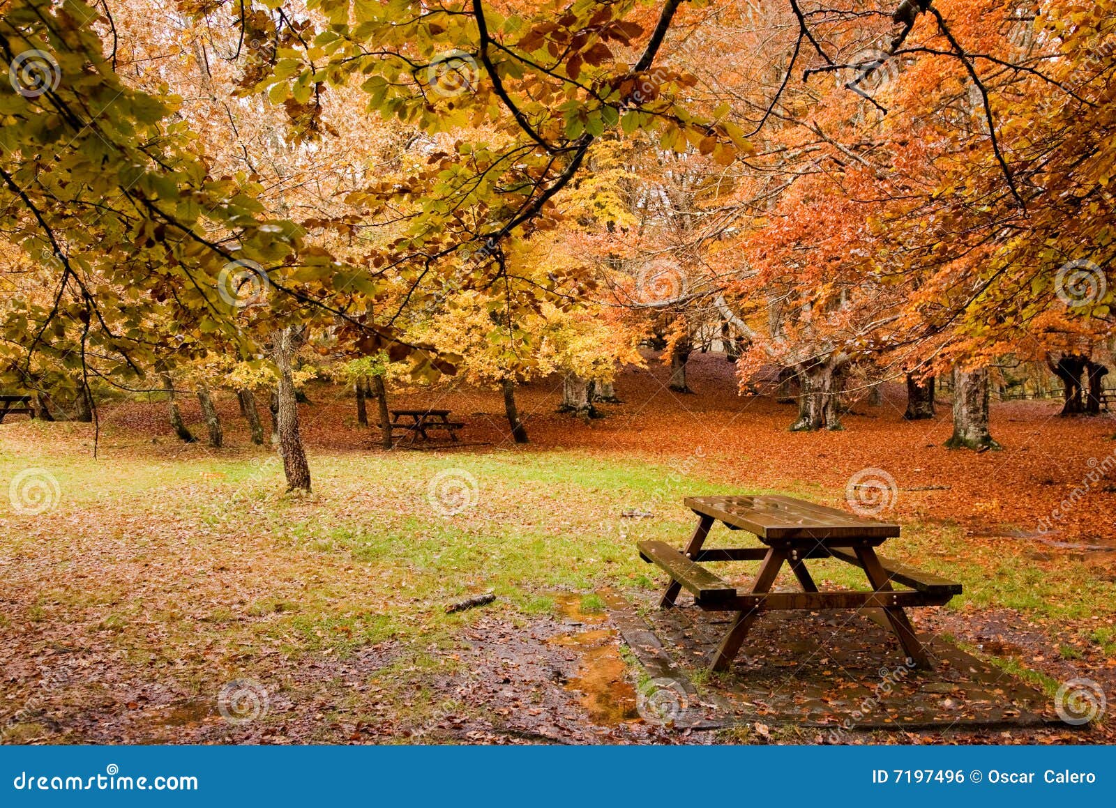 Empty forest at fall stock photo. Image of empty, fall - 7197496