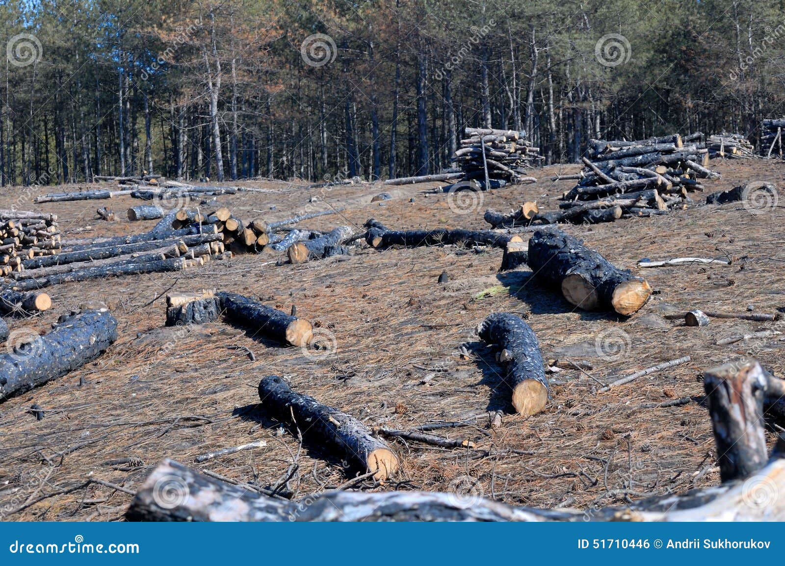 Empty Forest Path Through Greenery In A Park Royalty-Free Stock ...