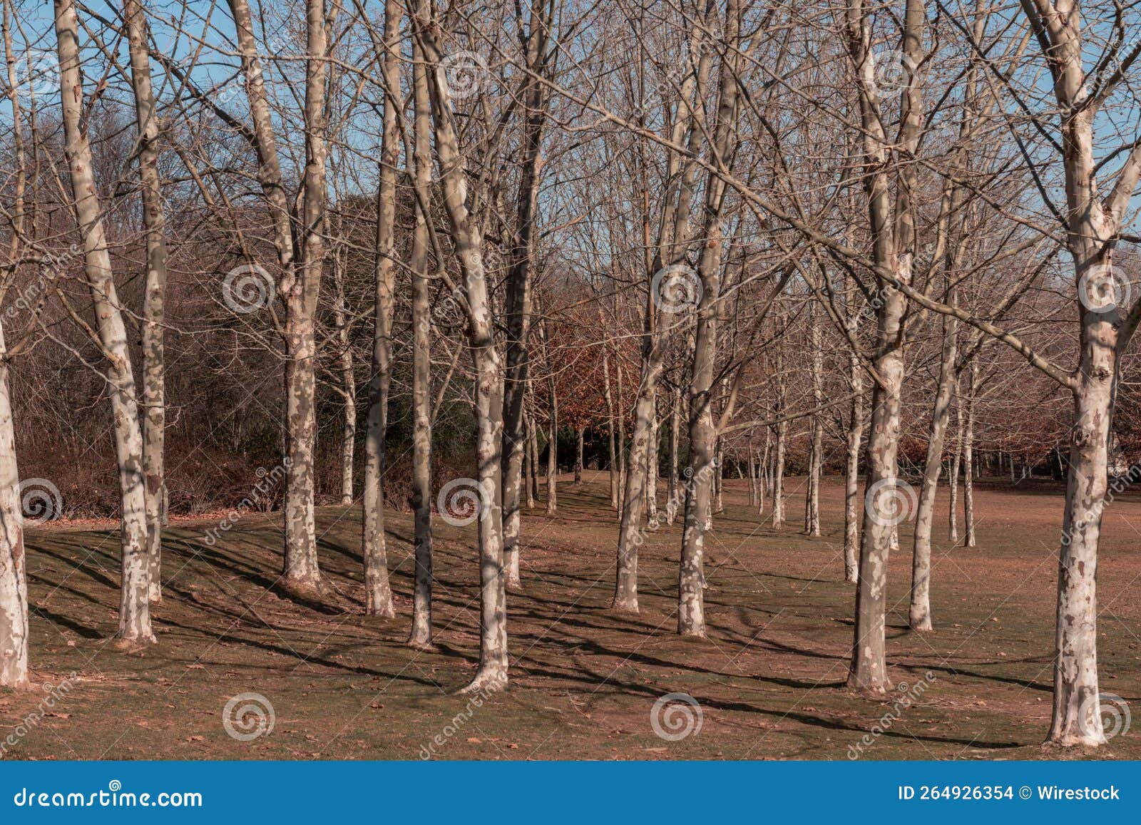 Empty Forest with Leafless Trees Under a Blue Sky Stock Photo - Image ...