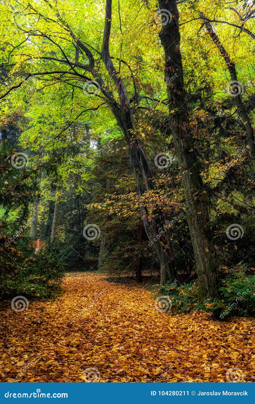 Empty Forest Path an Autumn Trees Stock Image - Image of autumn, ground ...