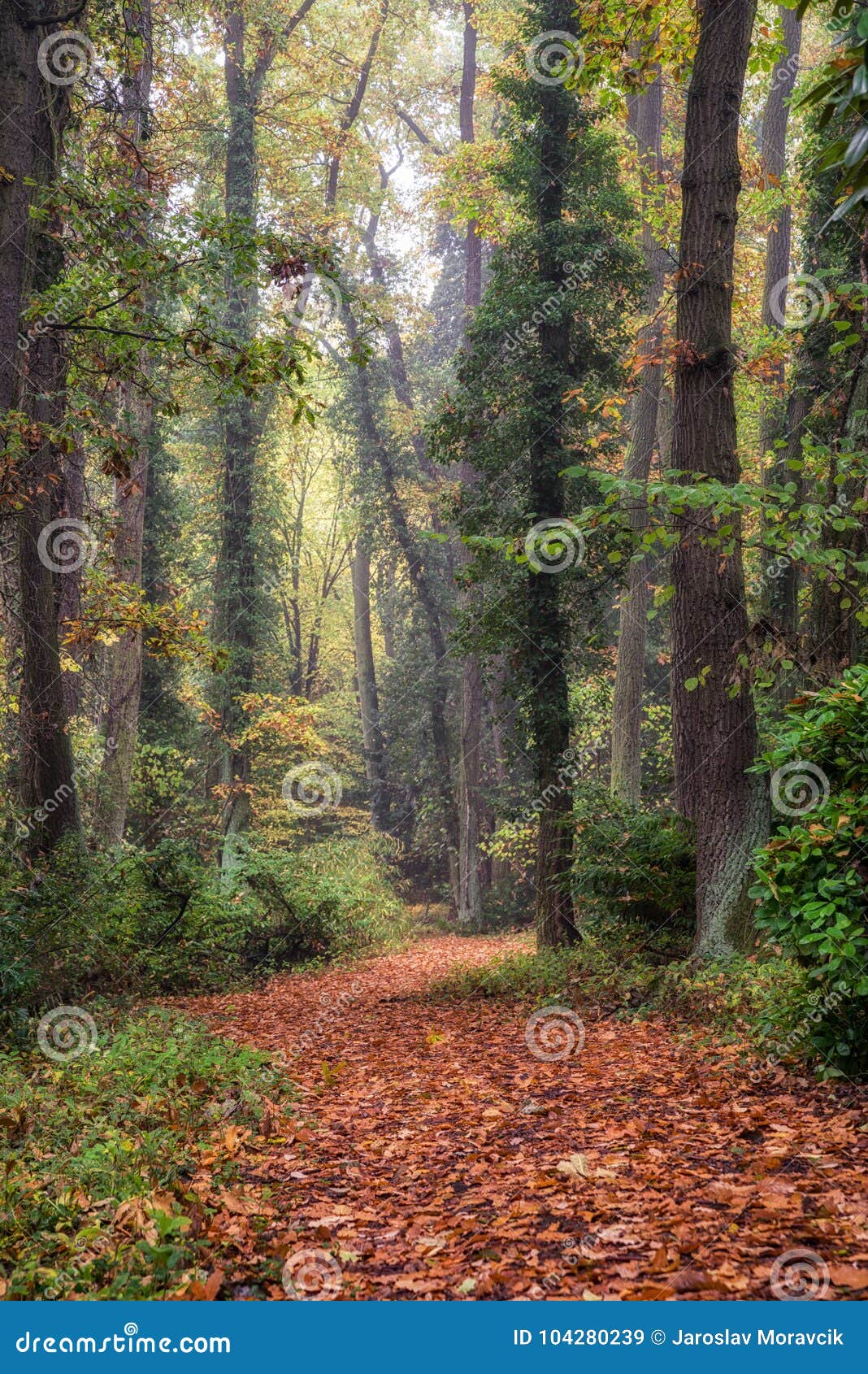 Empty Forest Path an Autumn Trees Stock Image - Image of trees, outdoor ...