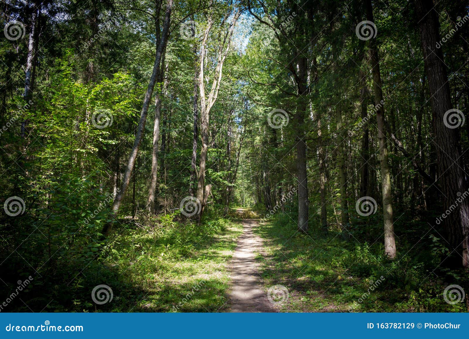 Empty Forest Path Extending into the Distance Stock Image - Image of ...