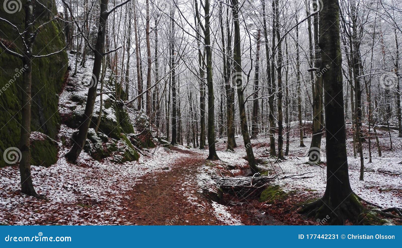 Empty Forest Path during Winter with First Snow Stock Image - Image of ...