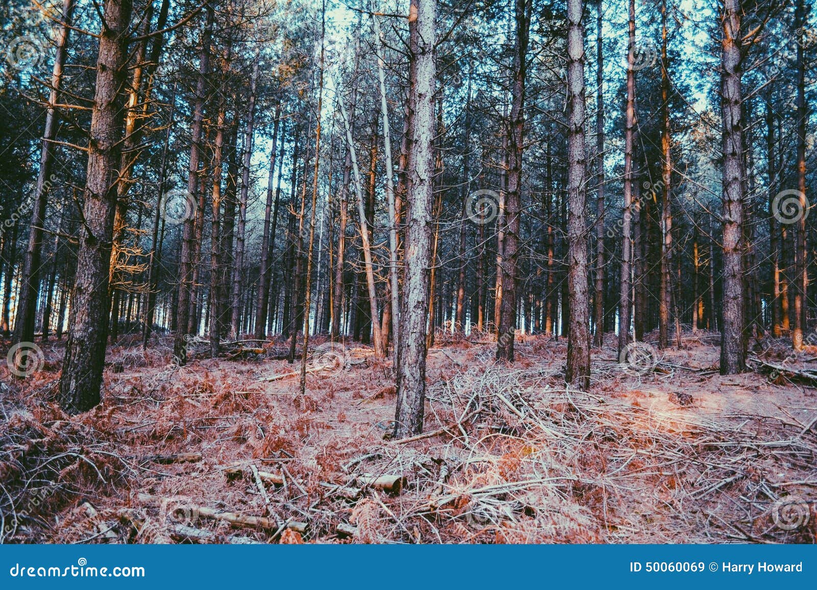 Empty Forest. editorial stock image. Image of quiet, rough - 50060069