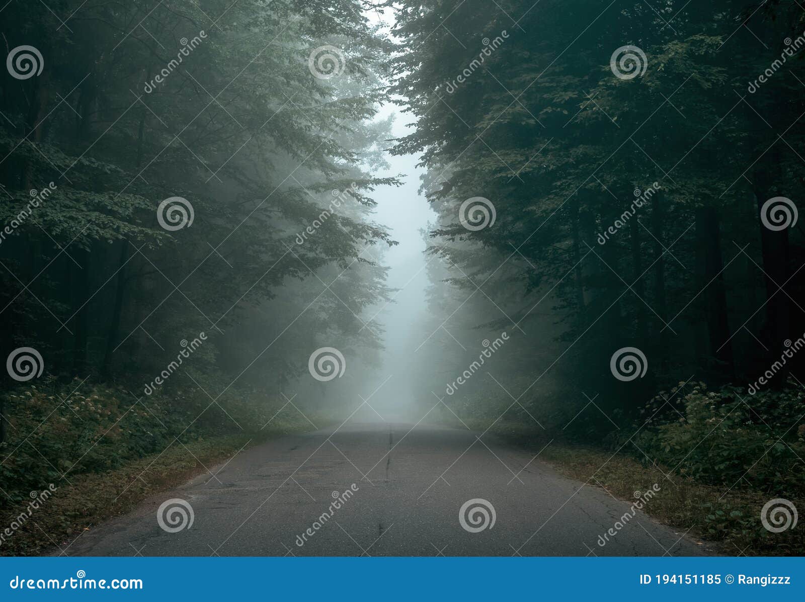 Empty Forest Road on a Foggy Morning Stock Image - Image of path ...