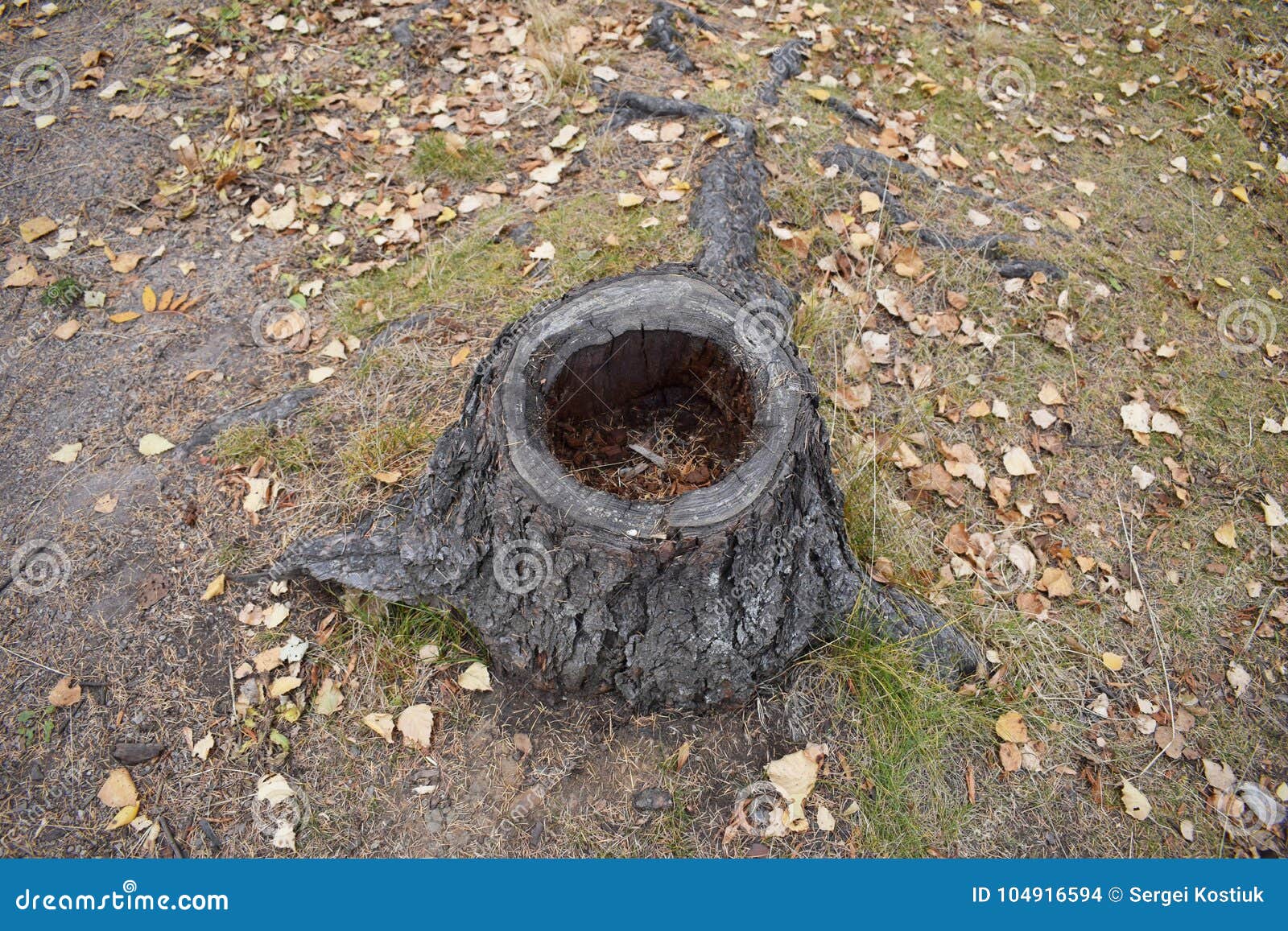 An empty forest stump stock photo. Image of grass, spring - 104916594