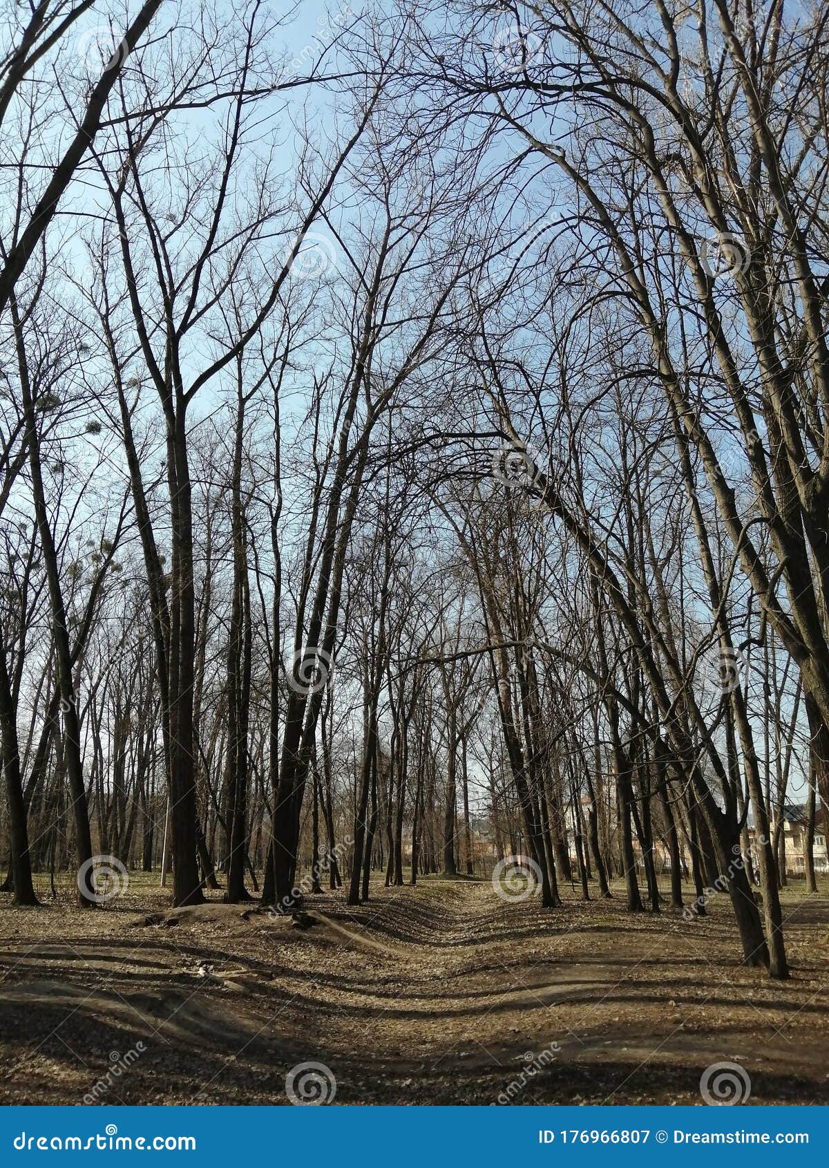 Empty forest stock image. Image of land, trees, winter - 176966807