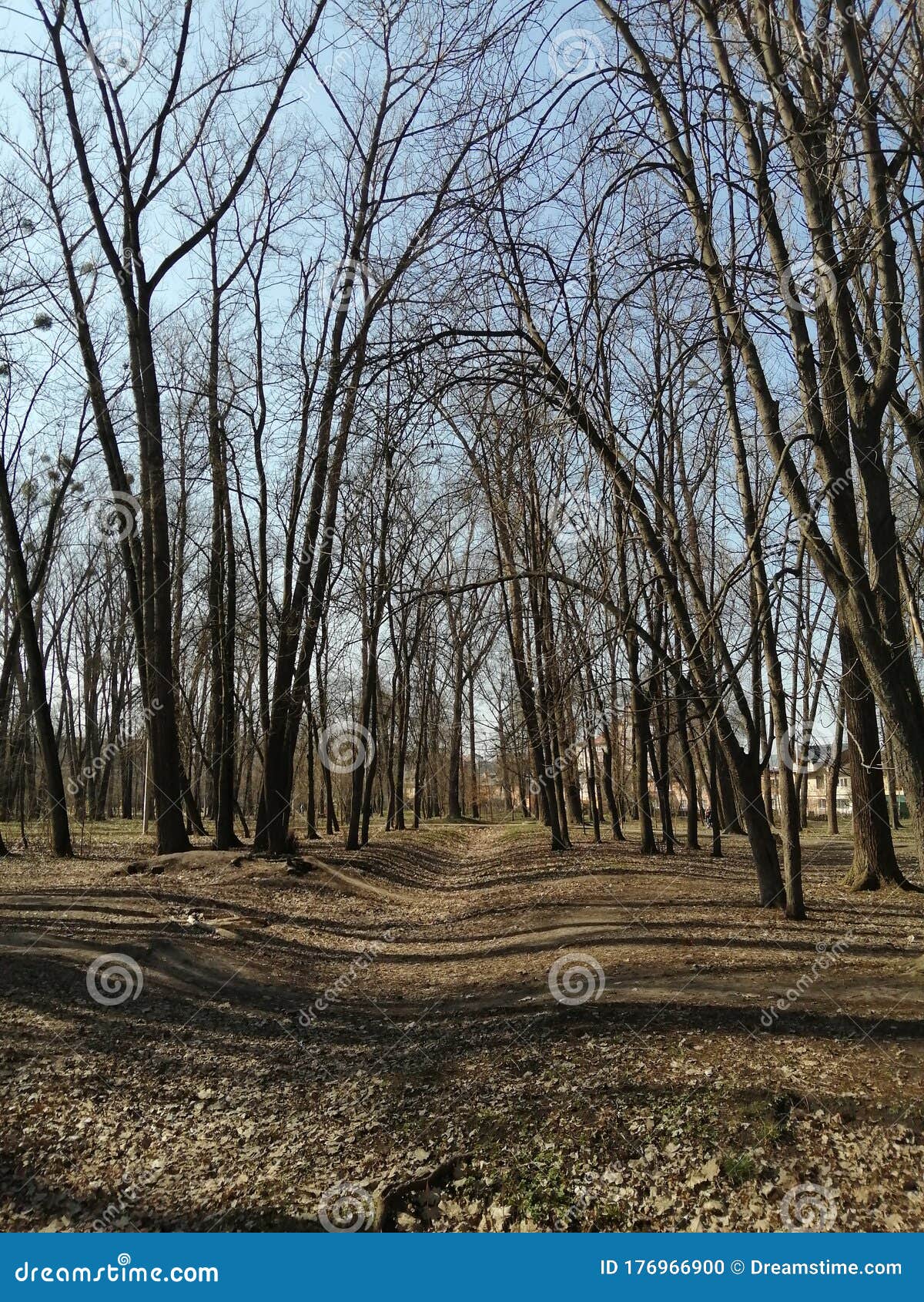 Empty forest stock photo. Image of mystical, empty, forest - 176966900