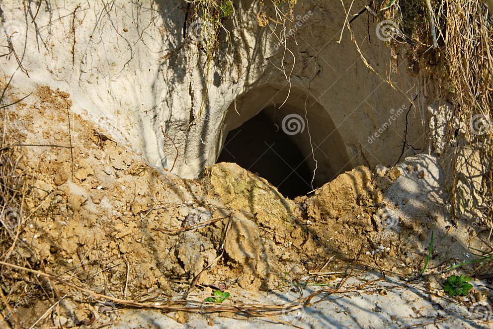 Empty Fox Hole Den in the Forest Stock Photo - Image of built, cute ...