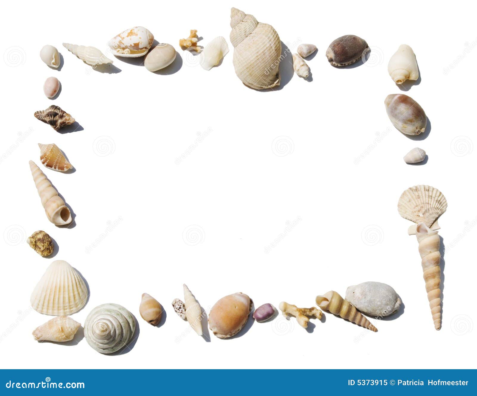 Empty frame with shells stock image. Image of mollusk - 5373915