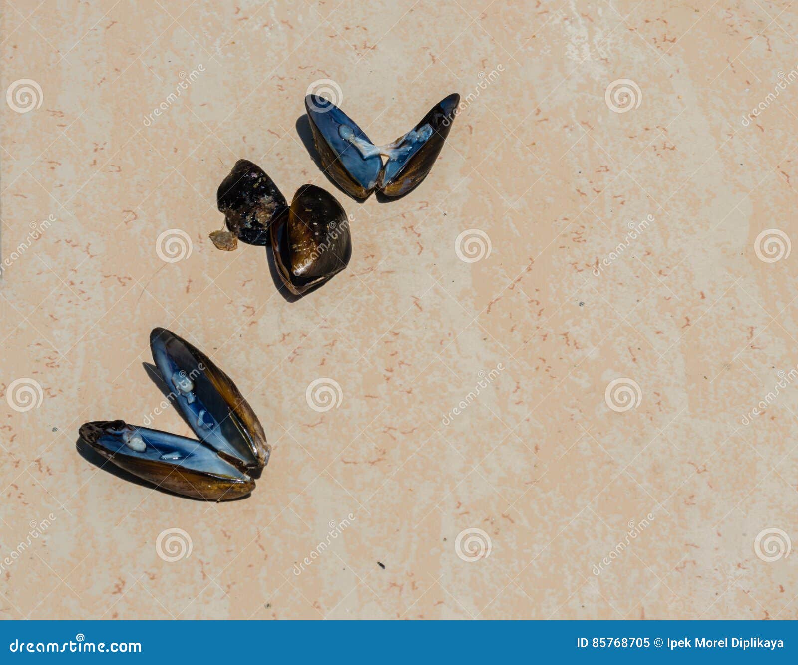 Empty Fresh Mussel Shells on the Floor Stock Image - Image of empty ...