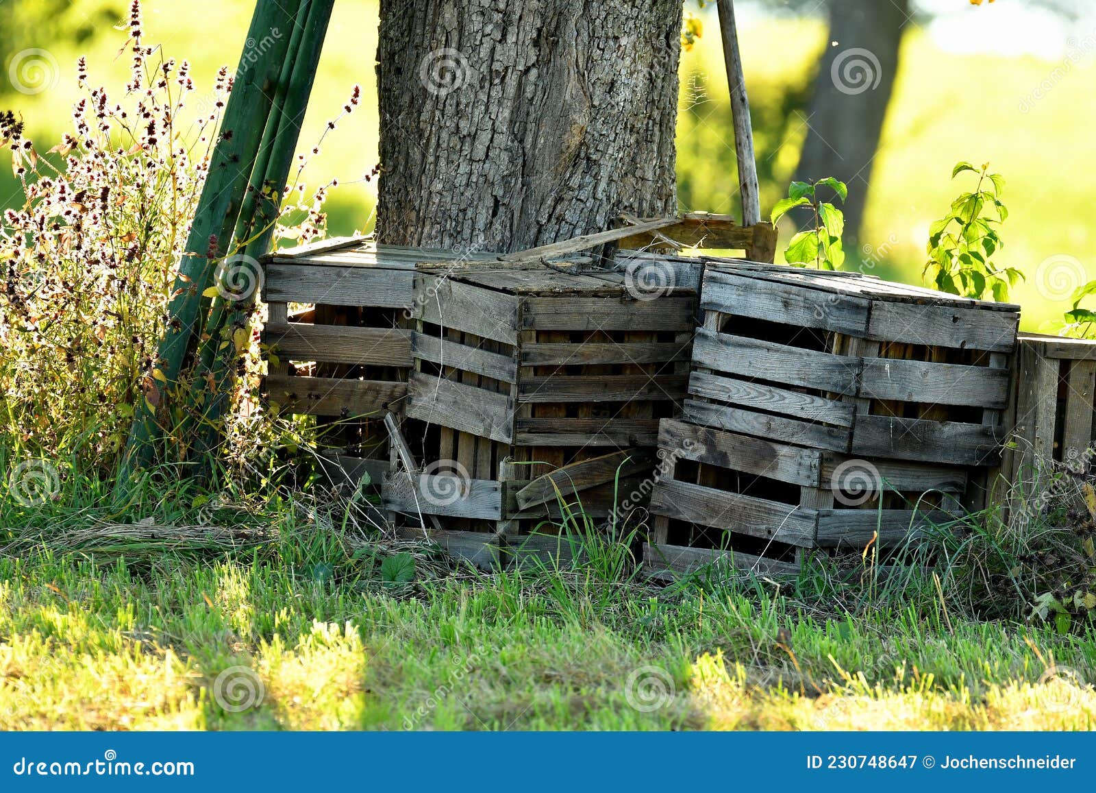 Empty Fruit Boxes with Ladder on a Meadow Stock Image - Image of light ...