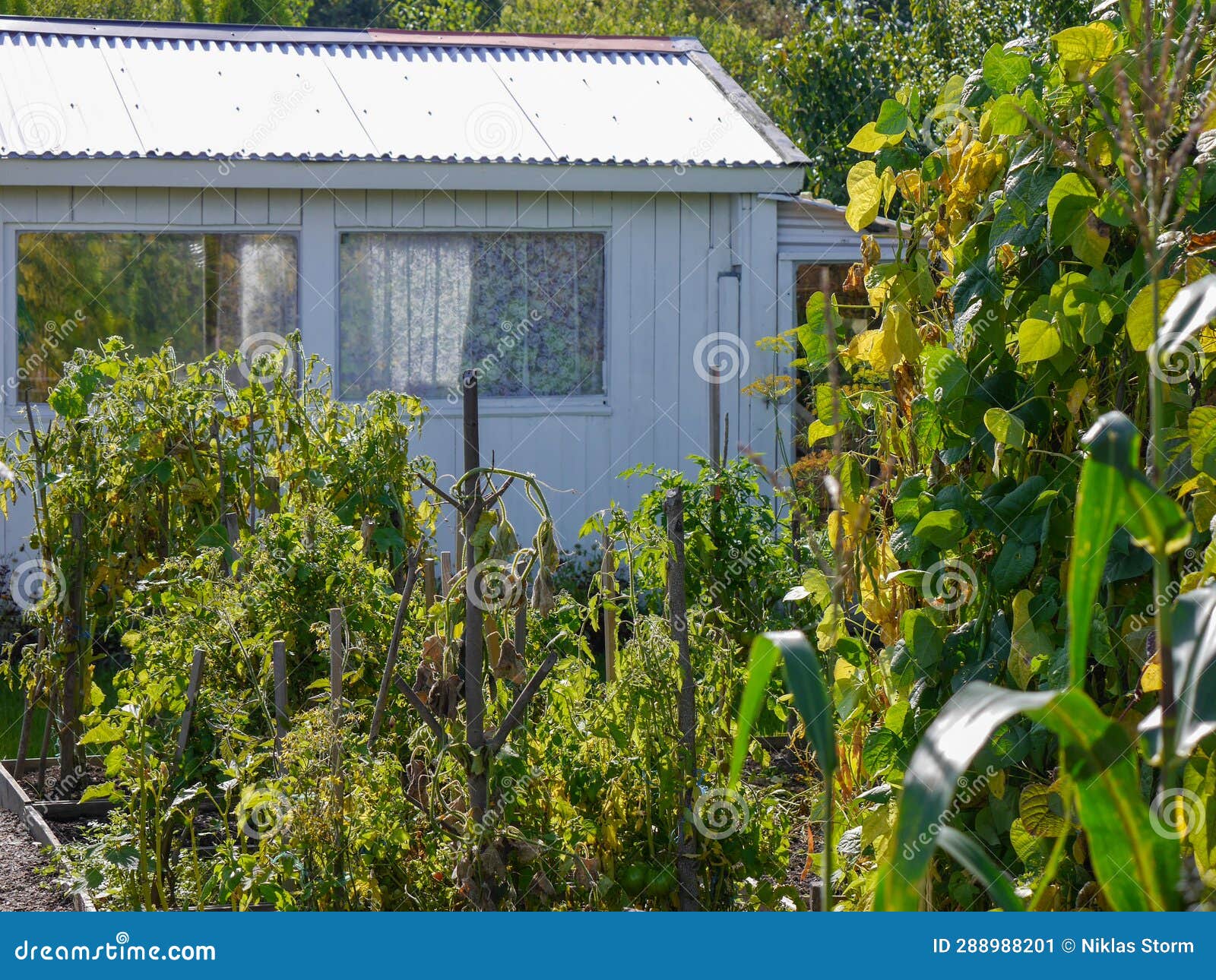 Empty garden with a shed stock image. Image of yard - 288988201