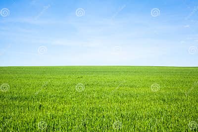 Empty Grass Field stock photo. Image of country, landscape - 24508096