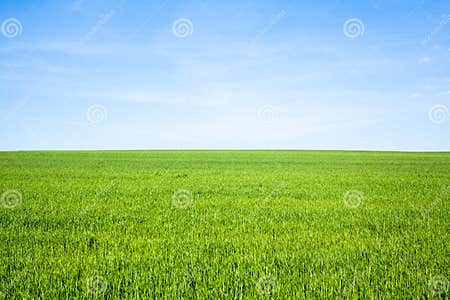 Empty Grass Field stock photo. Image of country, landscape - 24508096