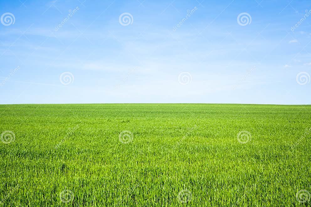 Empty Grass Field stock photo. Image of country, landscape - 24508096