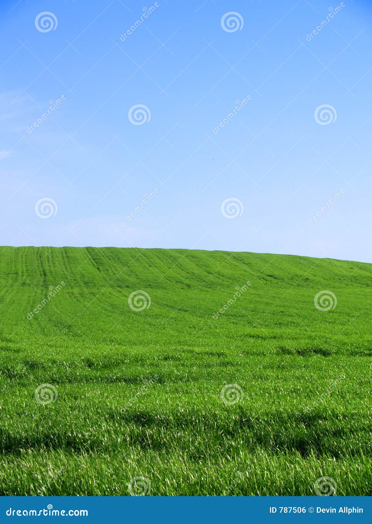 Empty Grassy Field stock photo. Image of simplicity, blow - 787506