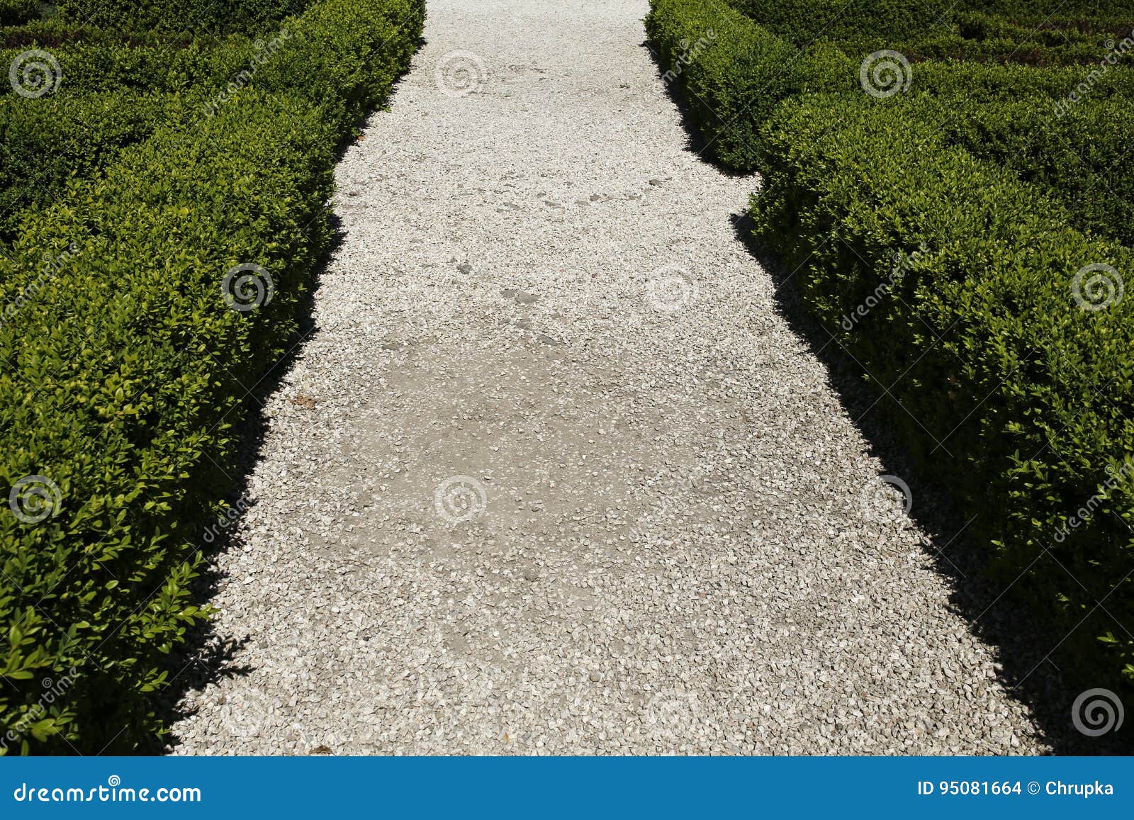 Gravel Path between Green Hedges Stock Photo - Image of beauty, bush ...