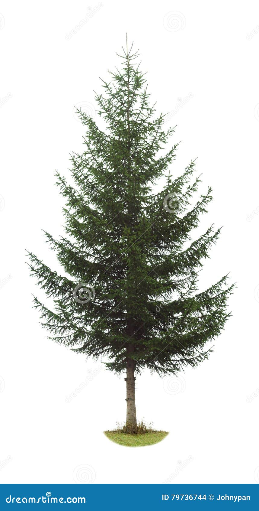Empty green Christmas tree stock photo. Image of pine - 79736744