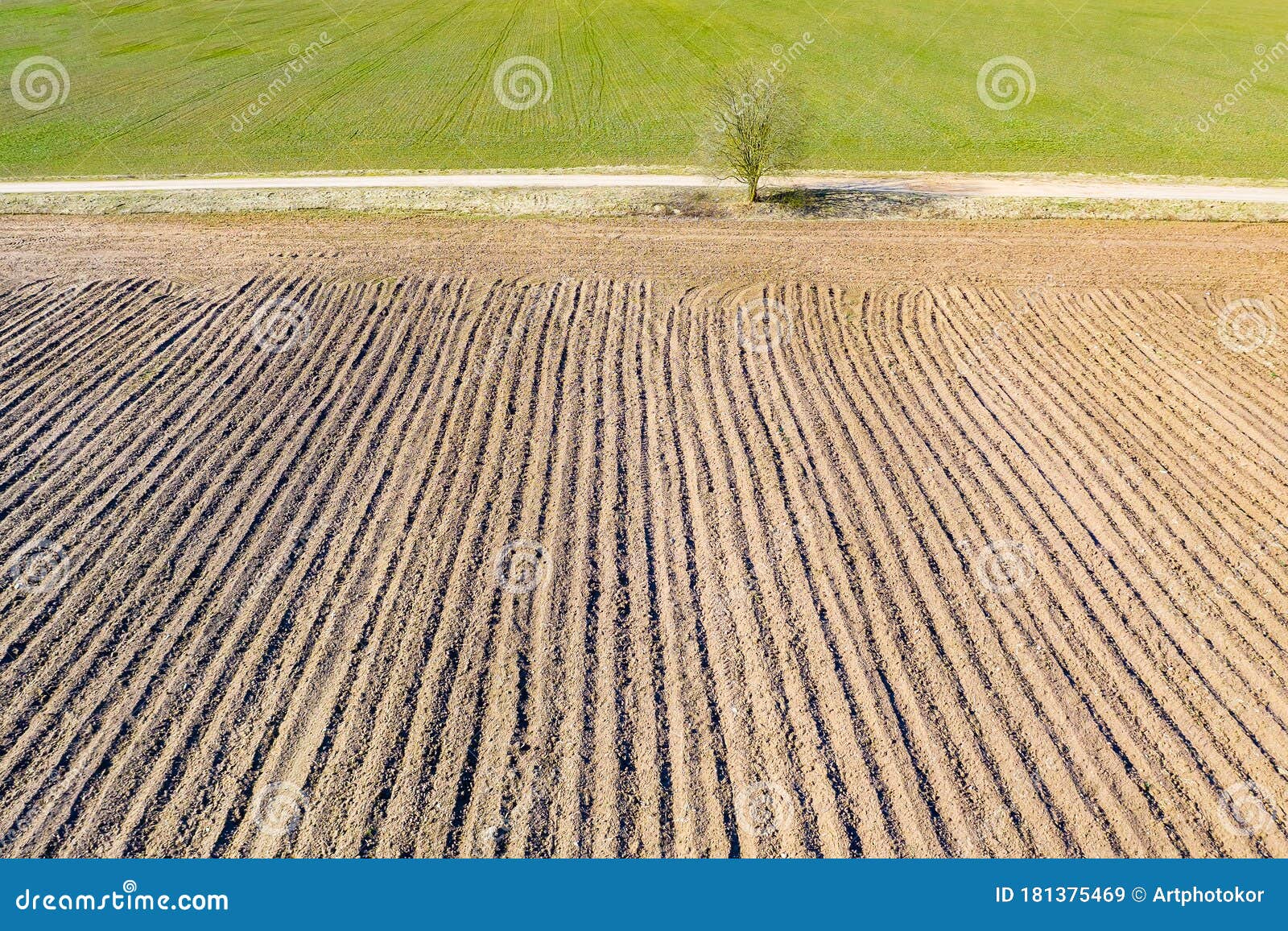 Empty Green Field, Tree and Road. Rural Landscape and Field Cultivation ...