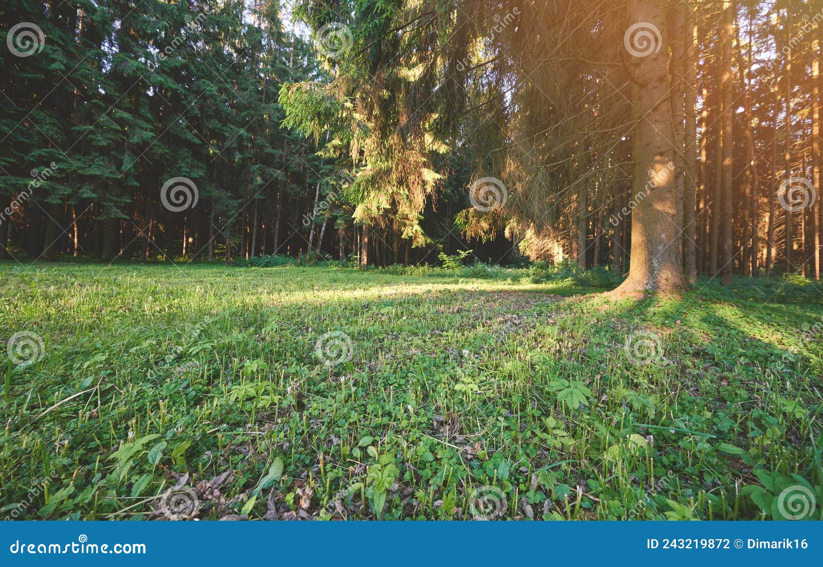 Empty green forest lawn stock photo. Image of grass - 243219872