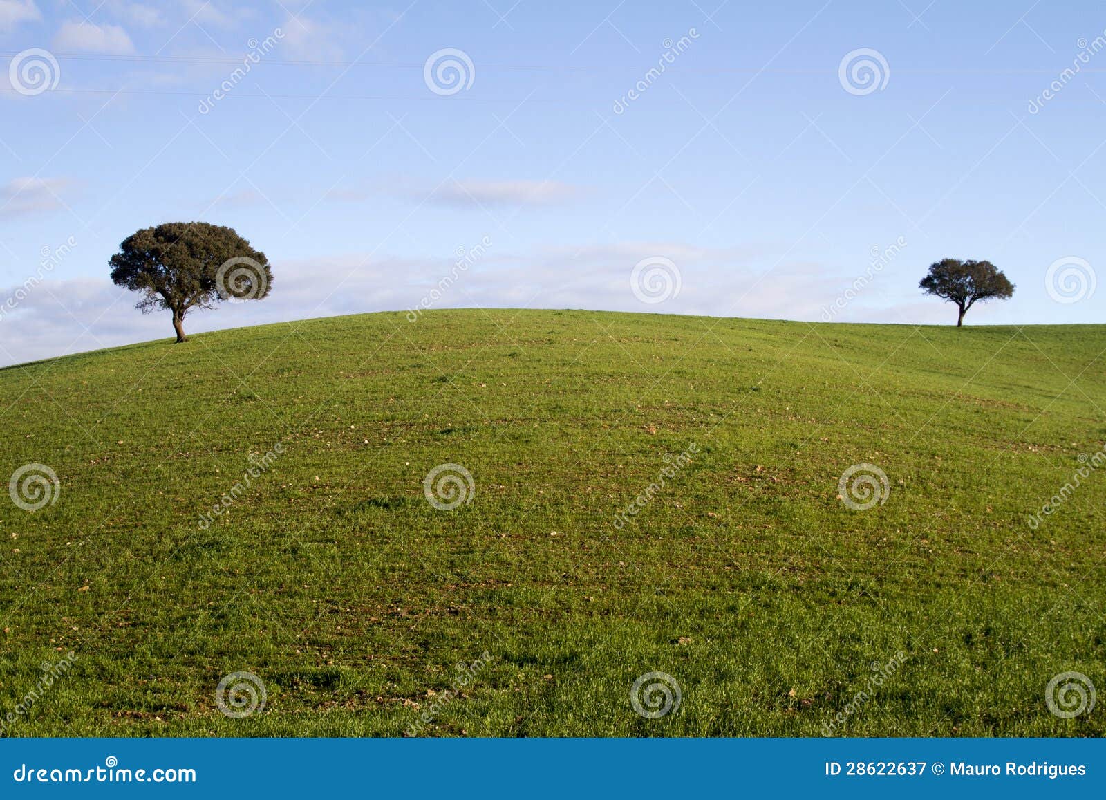 Empty Green Hills with Very Few Scattered Trees Stock Image - Image of ...