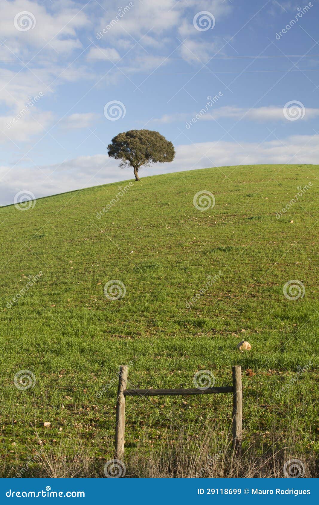 Empty Green Hills with Very Few Scattered Trees Stock Image - Image of ...