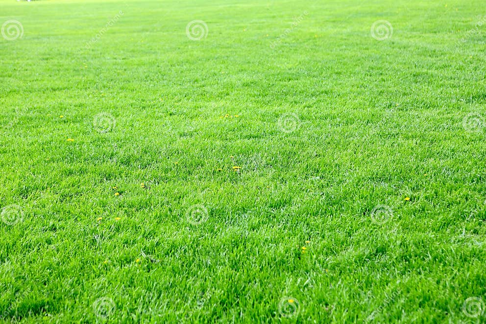 Empty Green Lawn stock photo. Image of growth, field - 33261592
