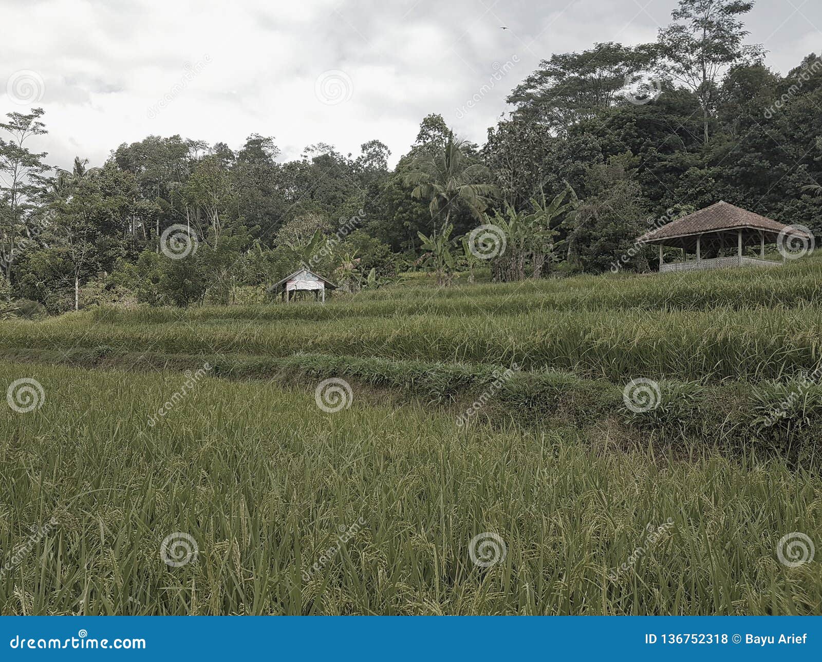 An empty green paddy field stock photo. Image of traditional - 136752318