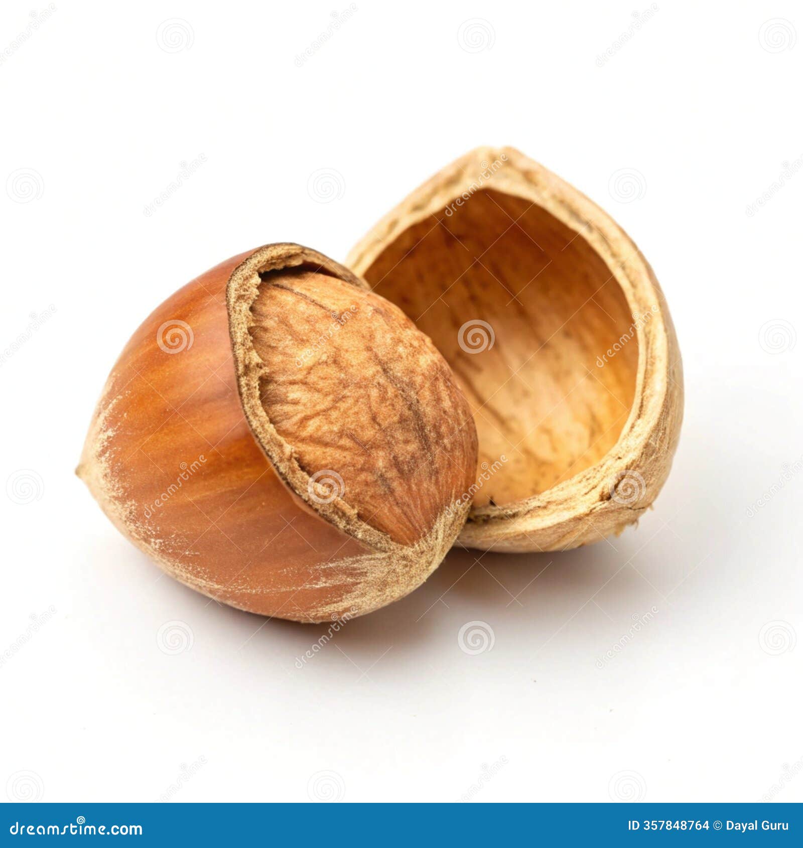 Empty hazelnut shell stock illustration. Illustration of hazelnut ...