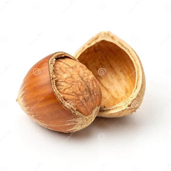 Empty hazelnut shell stock illustration. Illustration of hazelnut ...