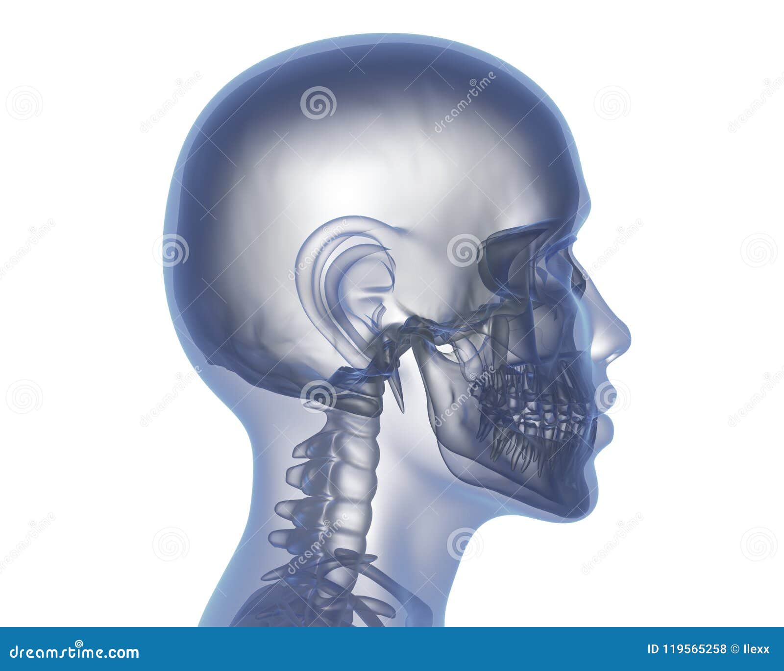 Empty head x-ray stock illustration. Illustration of head - 119565258