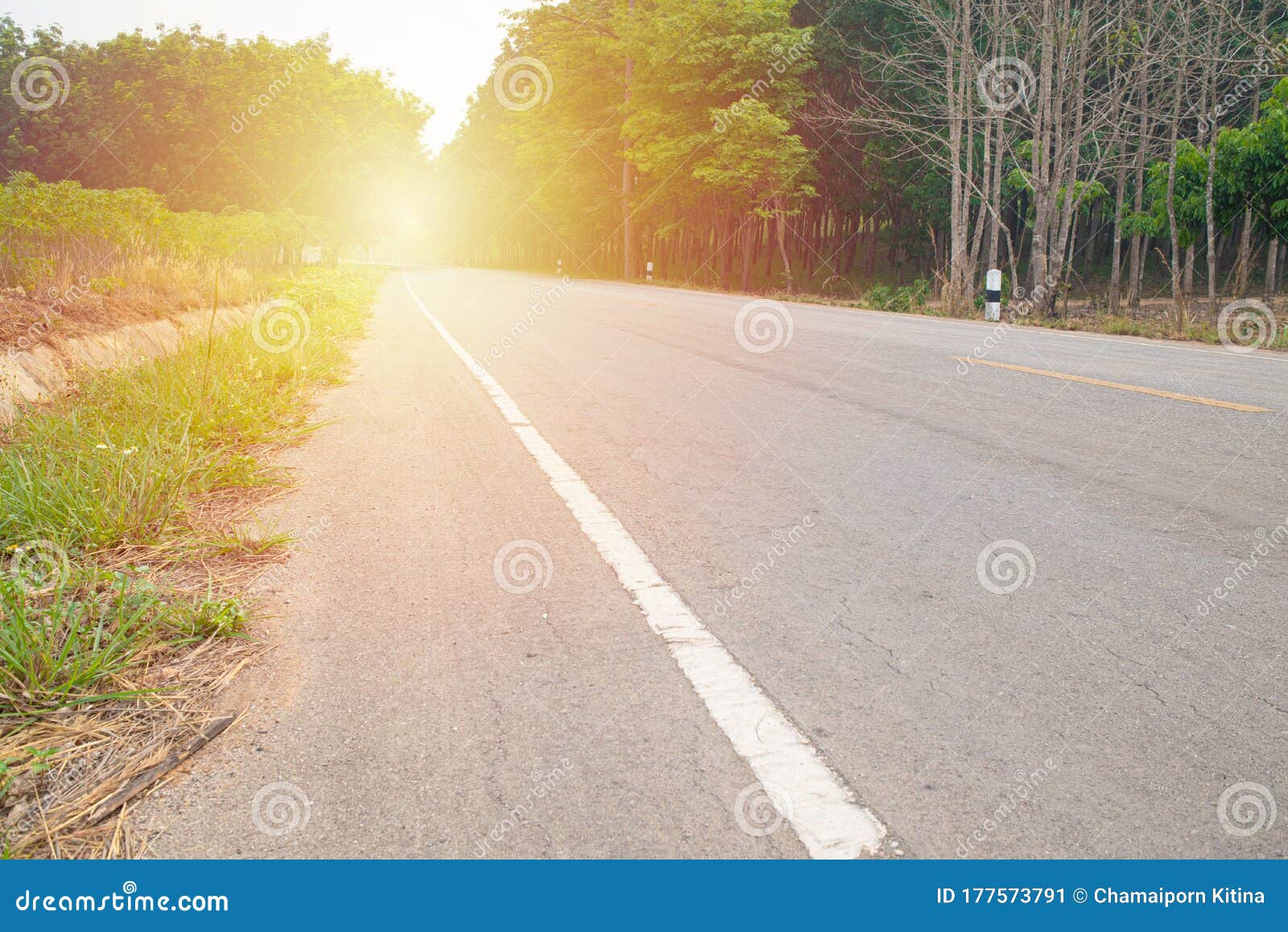 Empty Highway Road among Rubber Tree with Sunbeam, Empty Way with Copy ...