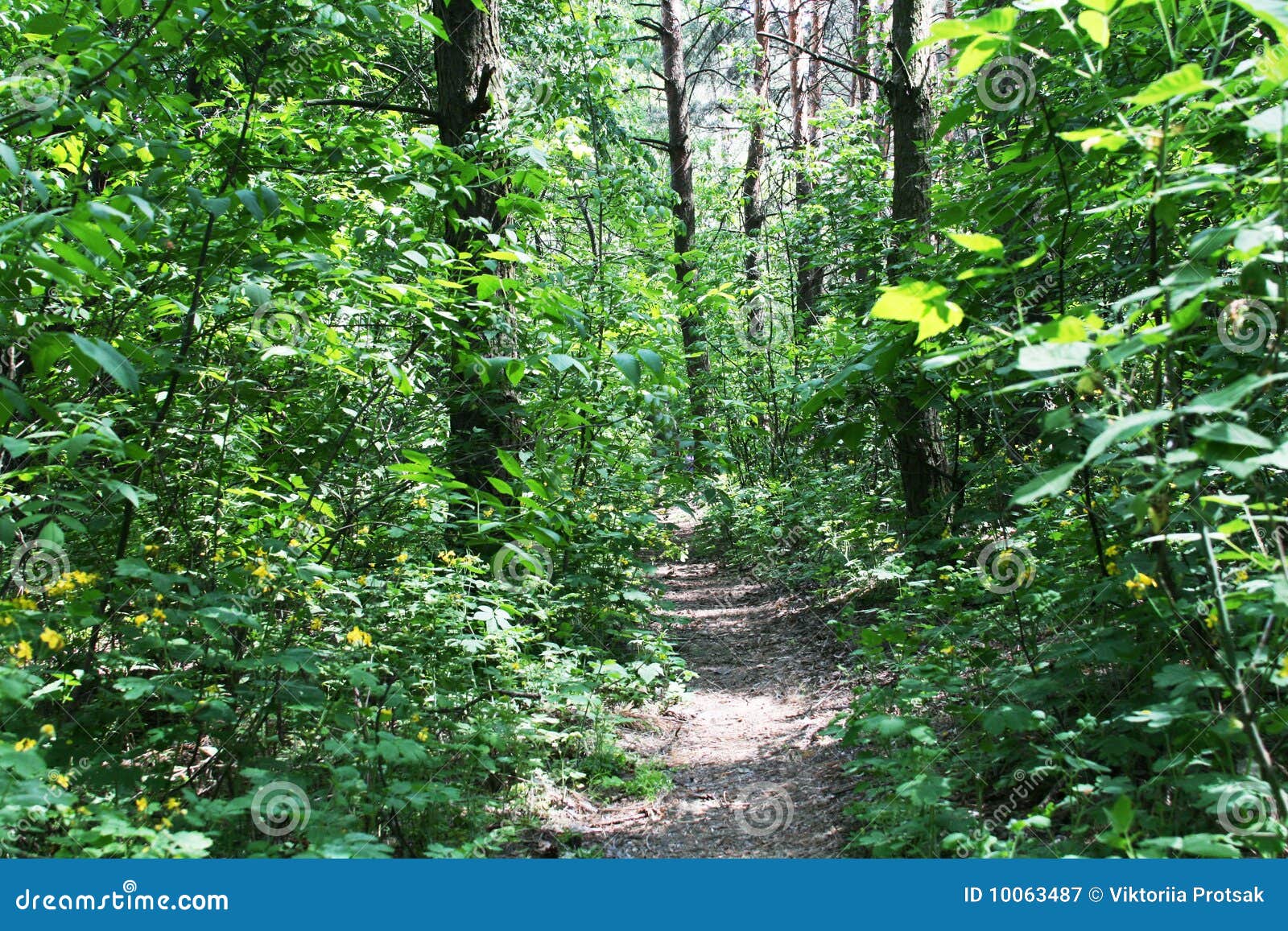 Empty hiking trail stock image. Image of path, environment - 10063487