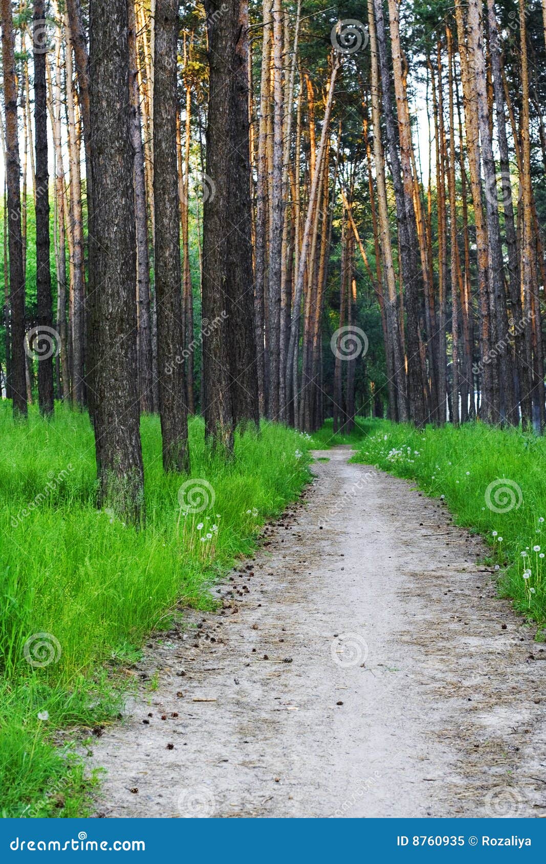 Empty Hiking Trail with Green Grass and Trees Stock Image - Image of ...