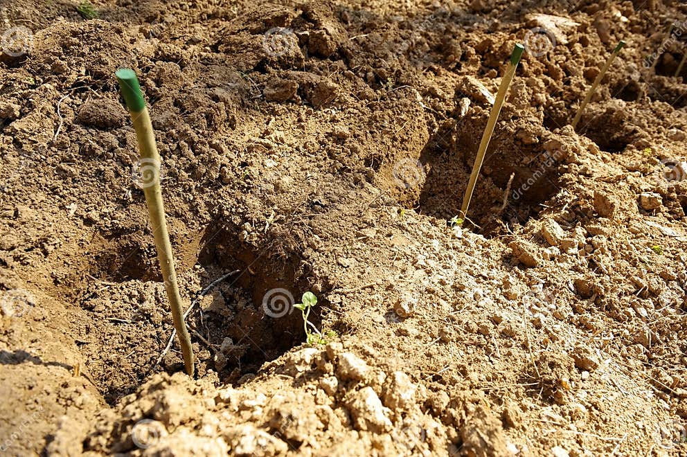 Empty Holes before Tree Planting Stock Photo - Image of line, land ...