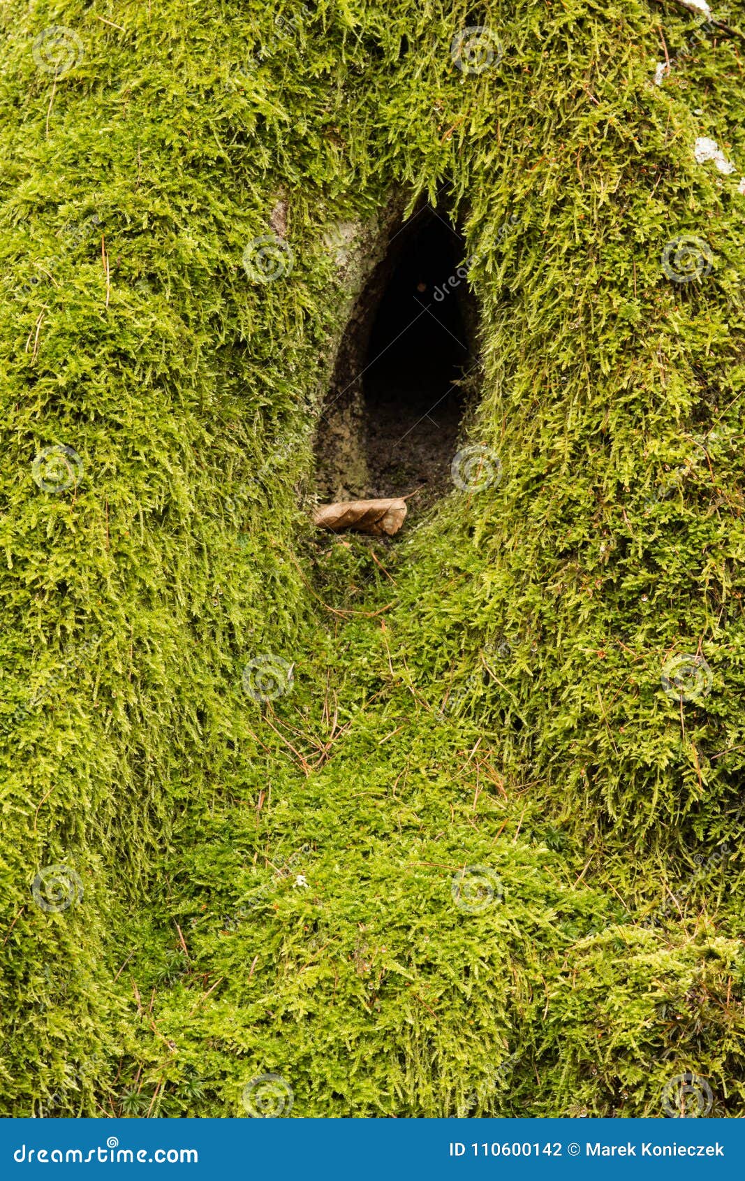 Empty hollow in the tree stock photo. Image of tree - 110600142