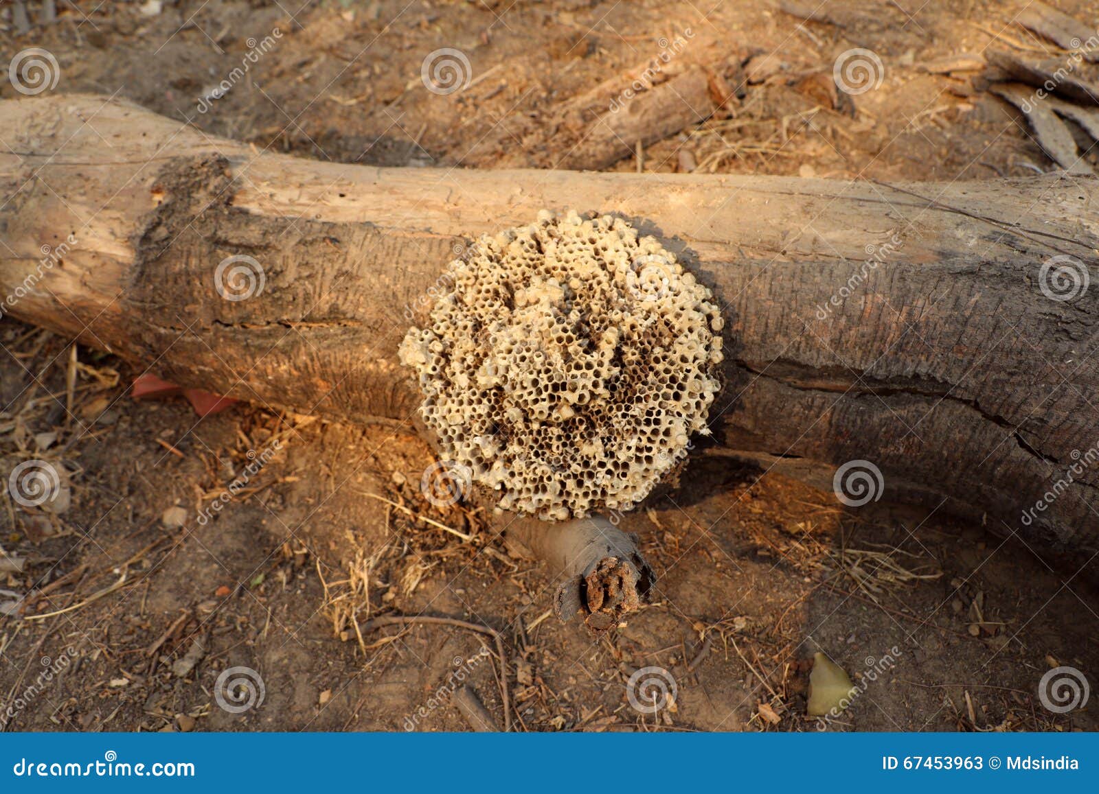 Empty honeybee hive stock image. Image of honey, butterfly - 67453963