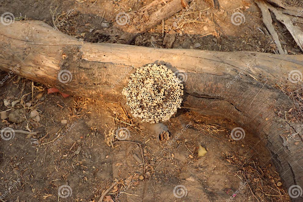 Empty honeybee hive stock photo. Image of nectar, fragile - 67454078