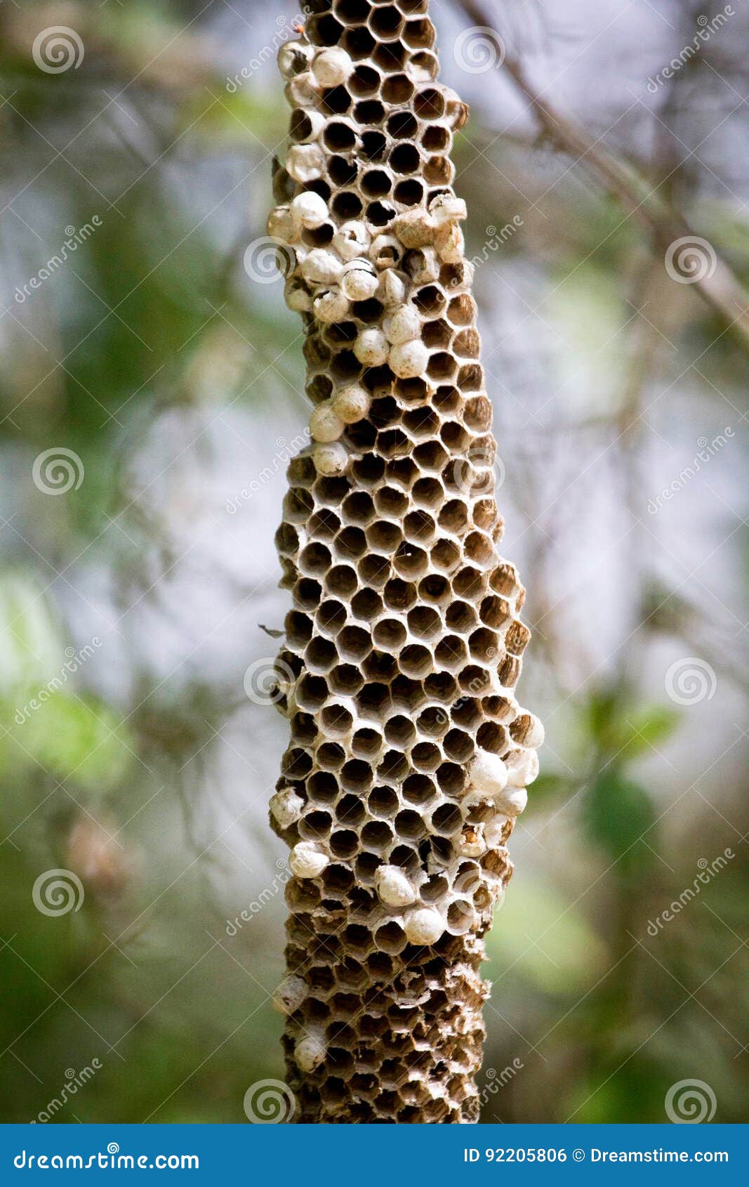 Empty hornet nest hive stock photo. Image of daytime - 92205806