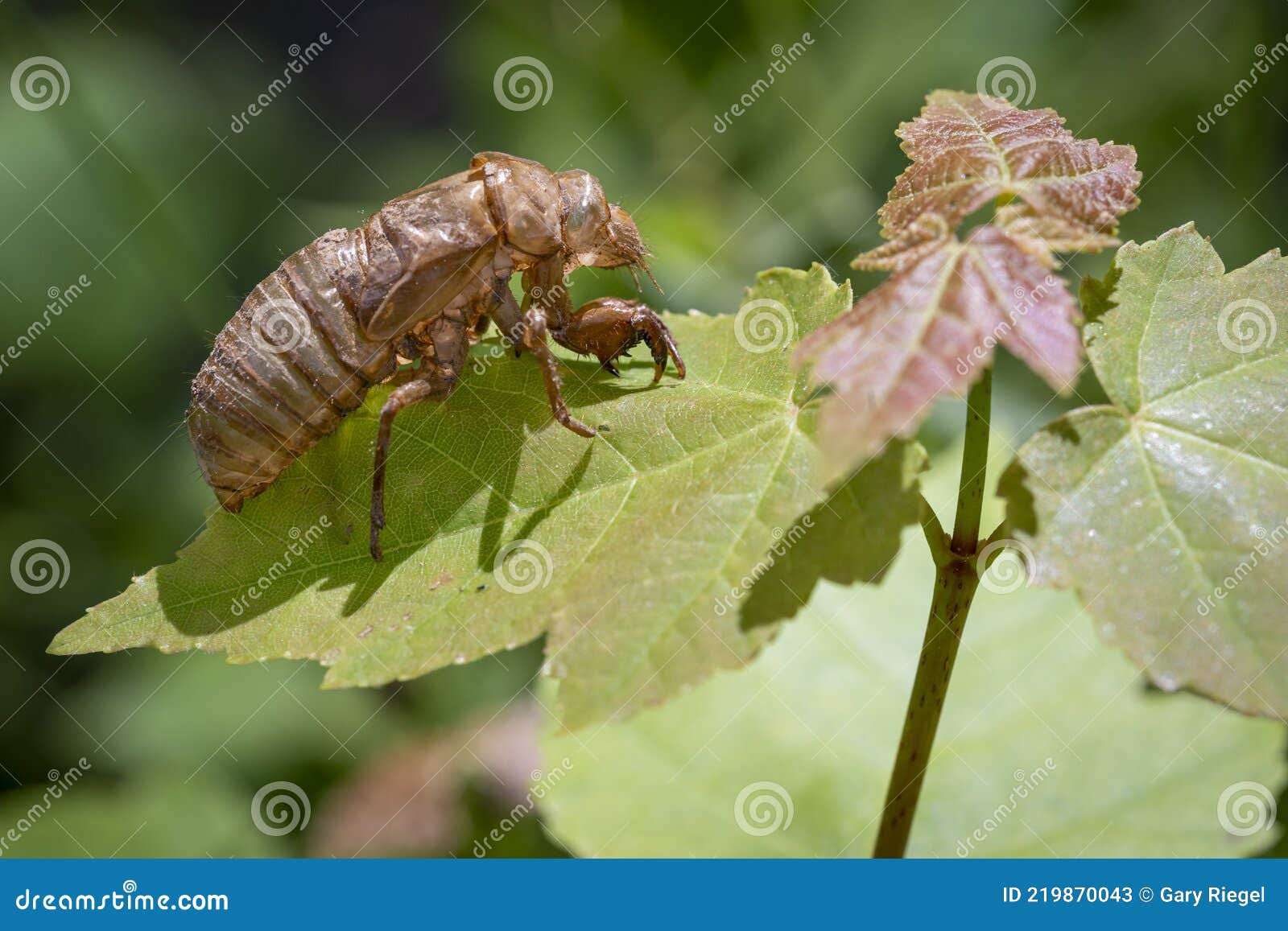 An Empty Husk is All that Remains after a 17-year Cicada Has Gone ...