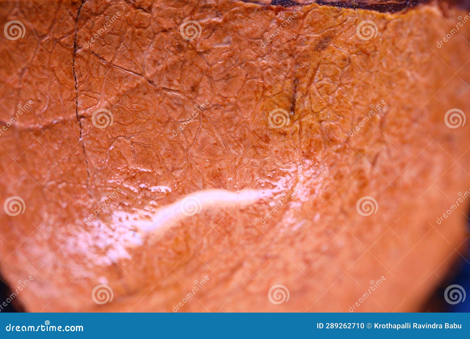 Empty Husk of Dry Coconut stock photo. Image of indian - 289262710