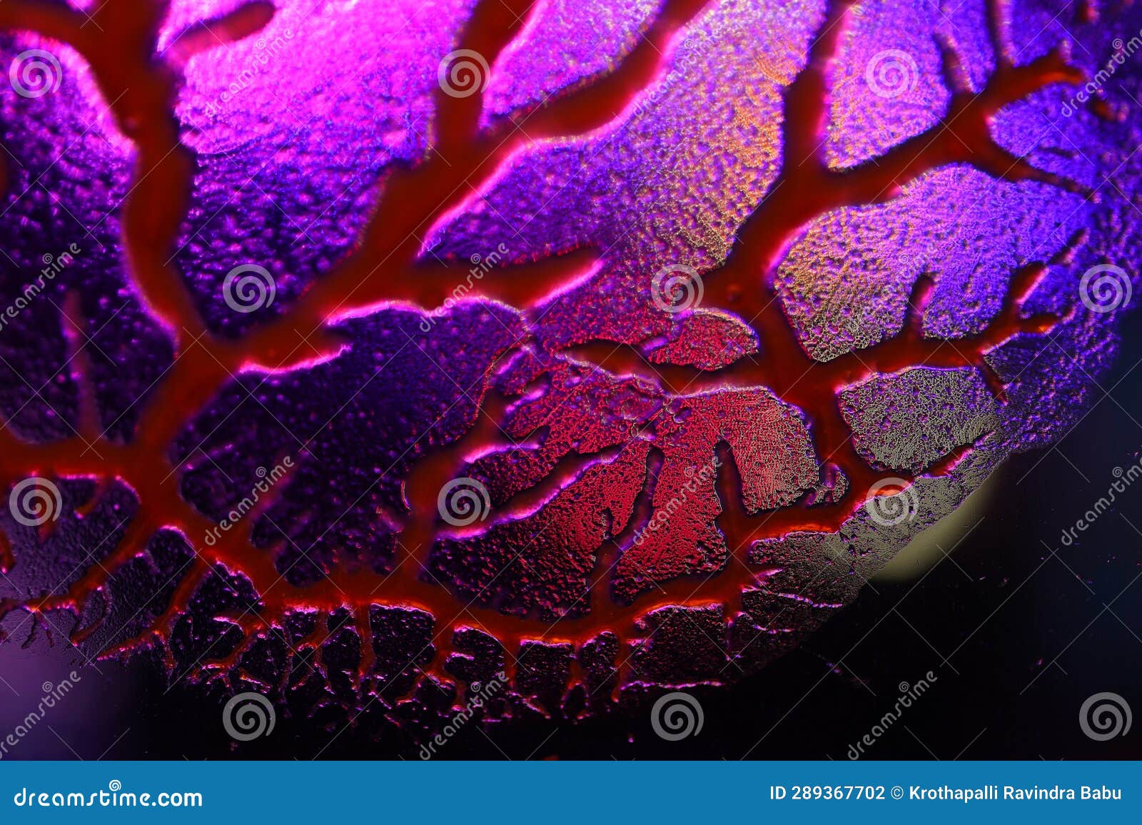 Empty Husk of Dry Coconut stock photo. Image of village - 289367702