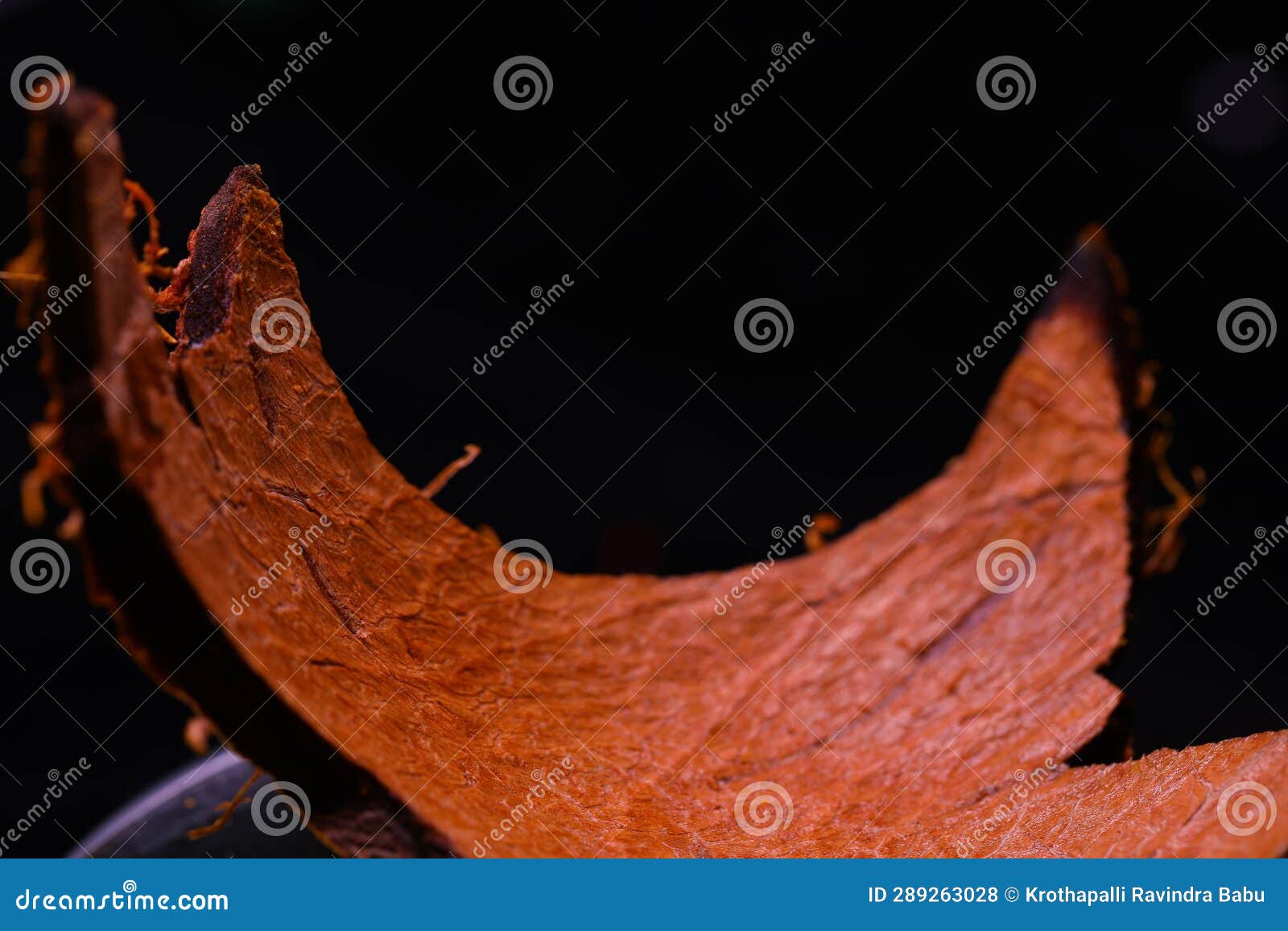 Empty Husk of Dry Coconut stock photo. Image of bulb - 289263028