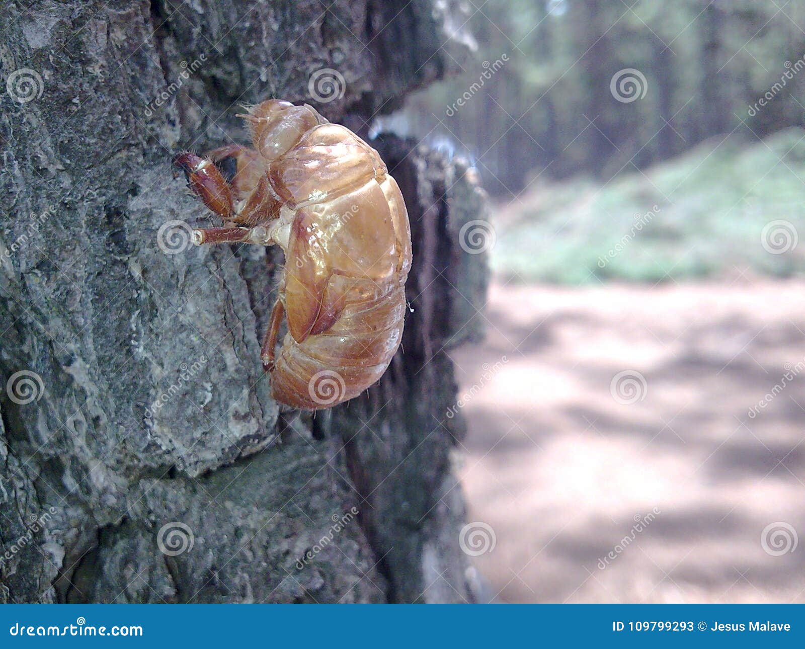 Empty insect carcass stock image. Image of repeat, exoskeleton - 109799293