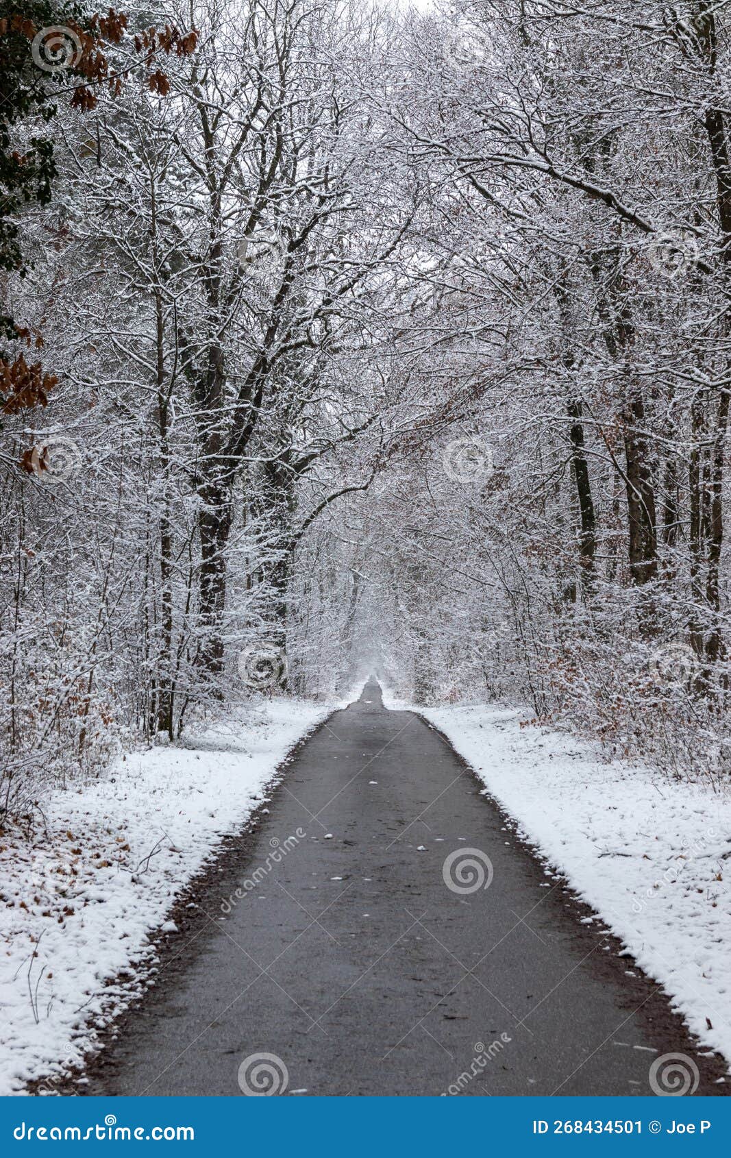 Empty Lane in the Forest after Snow Fall. Vertical Wintertime Landscape ...
